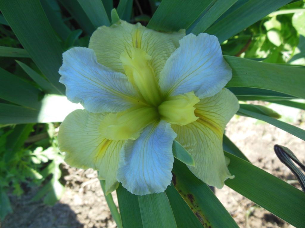 Blue Moon Rising | Hillcrest Iris Gardens
