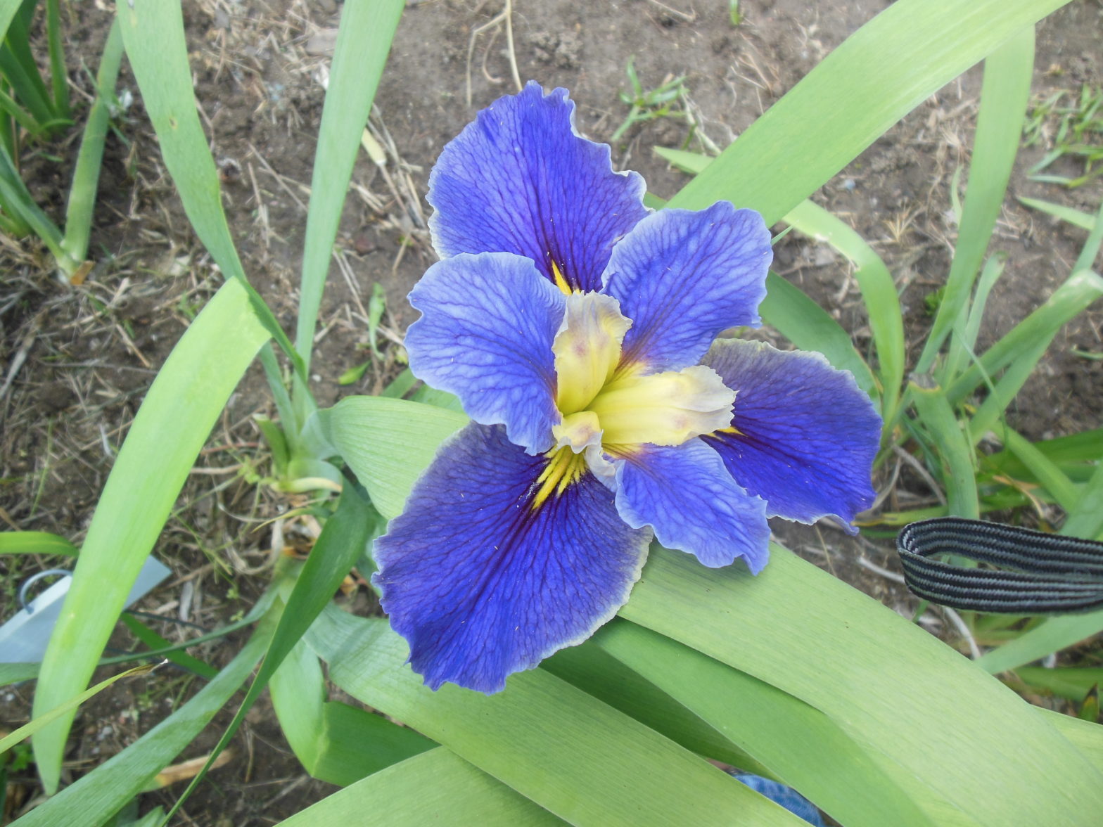 Live in Concert | Hillcrest Iris Gardens