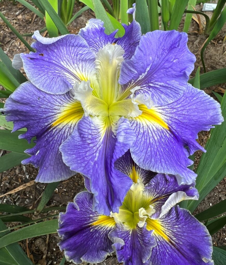 Hillcrest Iris Gardens | Award winning bearded and beardless irises