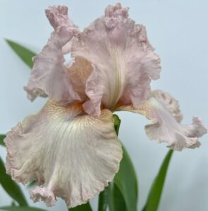Alien DNA | Hillcrest Iris Gardens