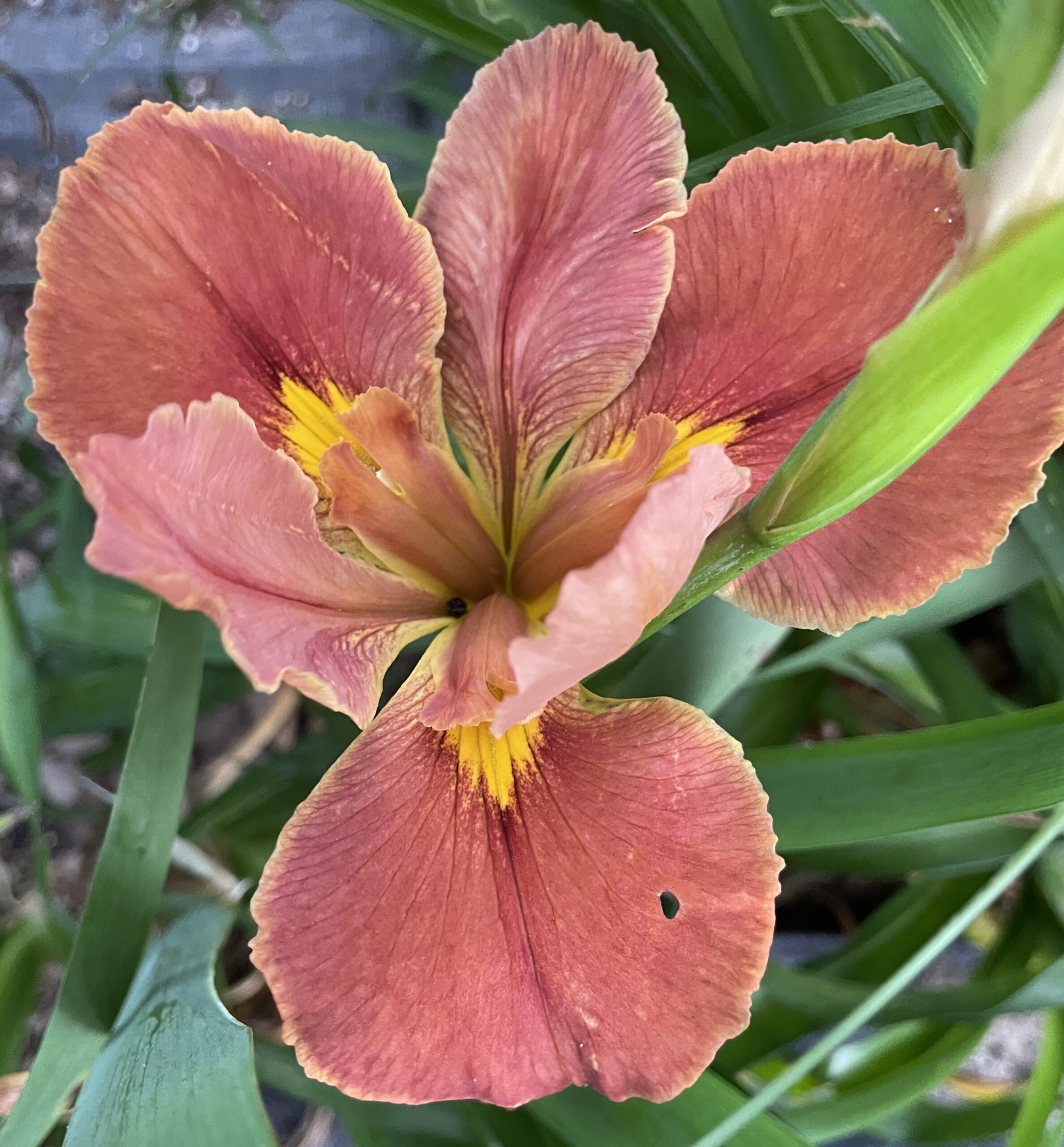Palo Duro Sunset | Hillcrest Iris Gardens